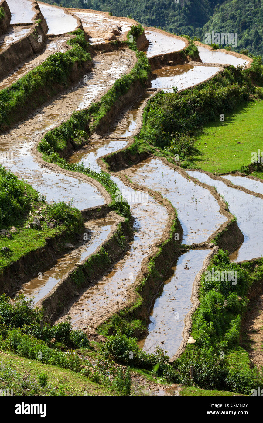 Rice field terraces (rice paddy). Near Cat Cat village, near Sapa Stock ...
