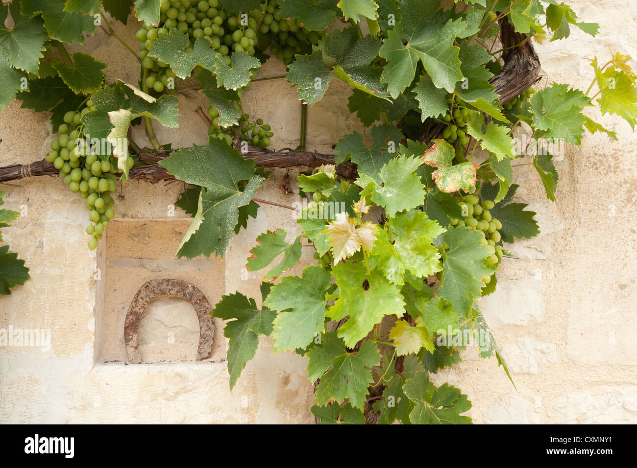 Grapes on the vine growing up a wall with a horse shoe in an alcove ...