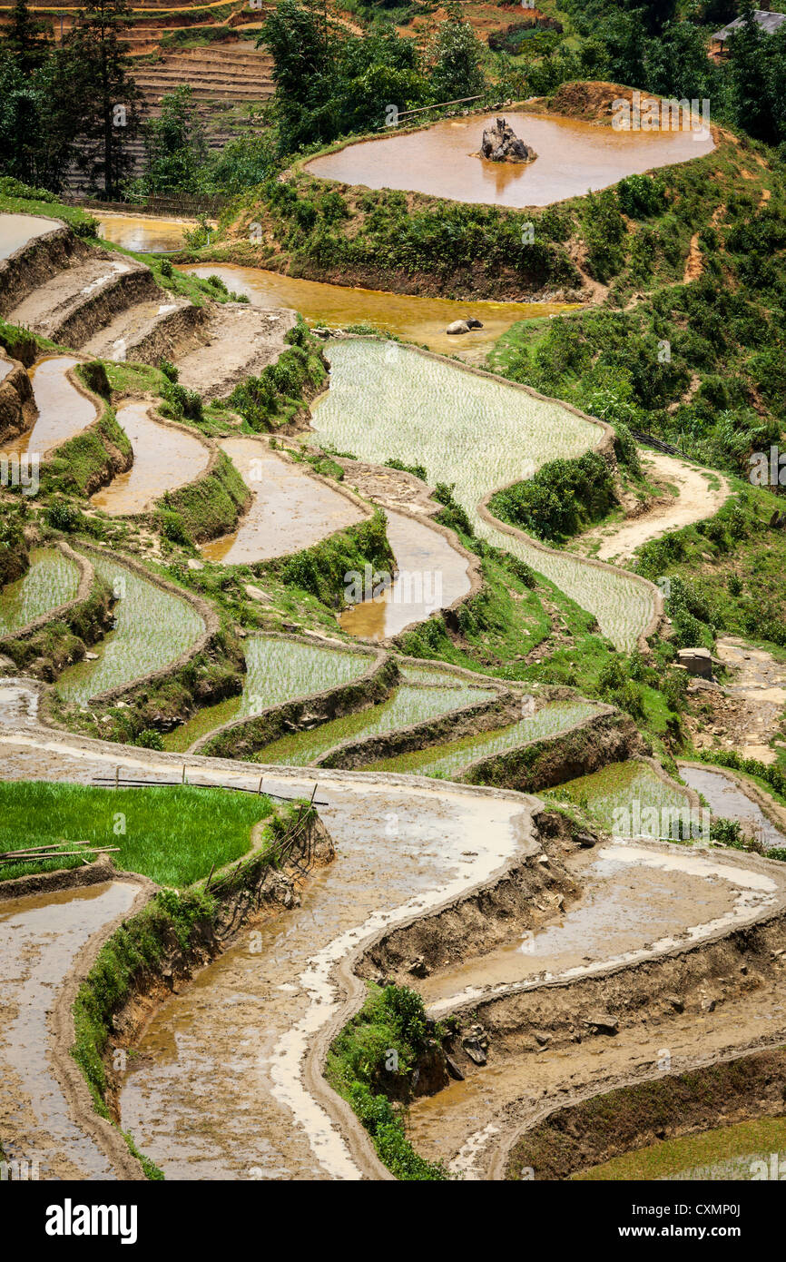 Rice field terraces (rice paddy). Near Cat Cat village, near Sapa Stock ...