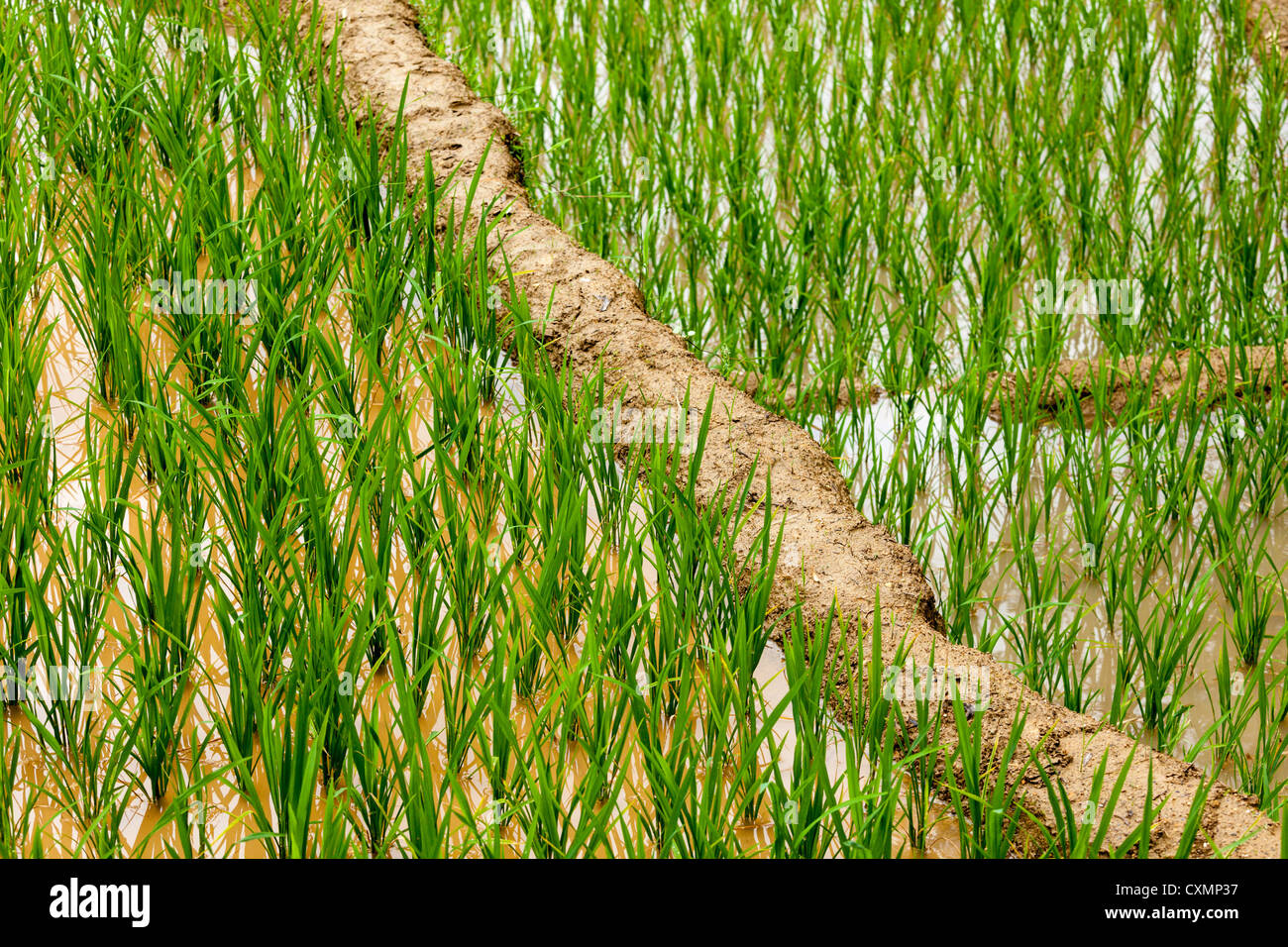 Rice field terraces (rice paddy). Near Cat Cat village, near Sapa Stock ...