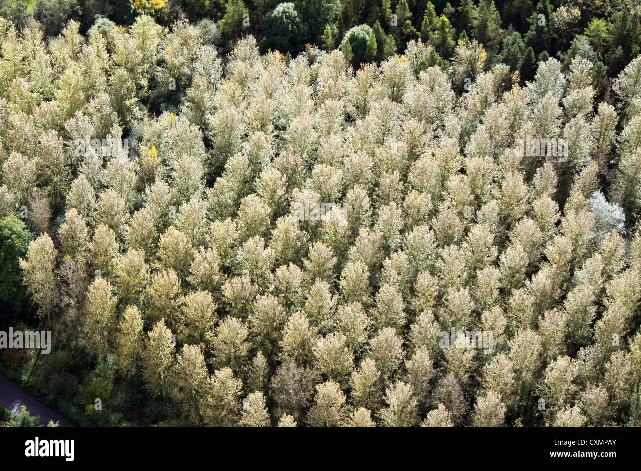 Ariel trees hi-res stock photography and images - Alamy
