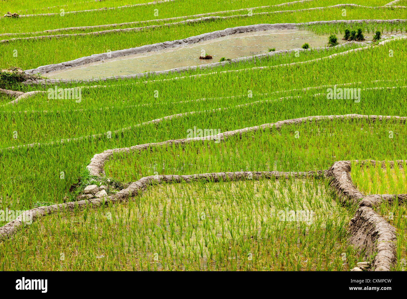 Rice field terraces (rice paddy). Near Cat Cat village, near Sapa Stock ...