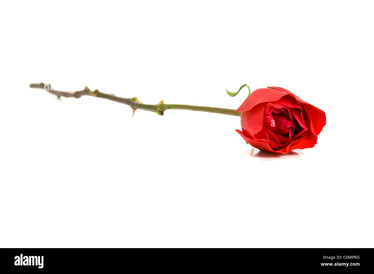 Single red rose on white background, petals on rose are sharp while ...