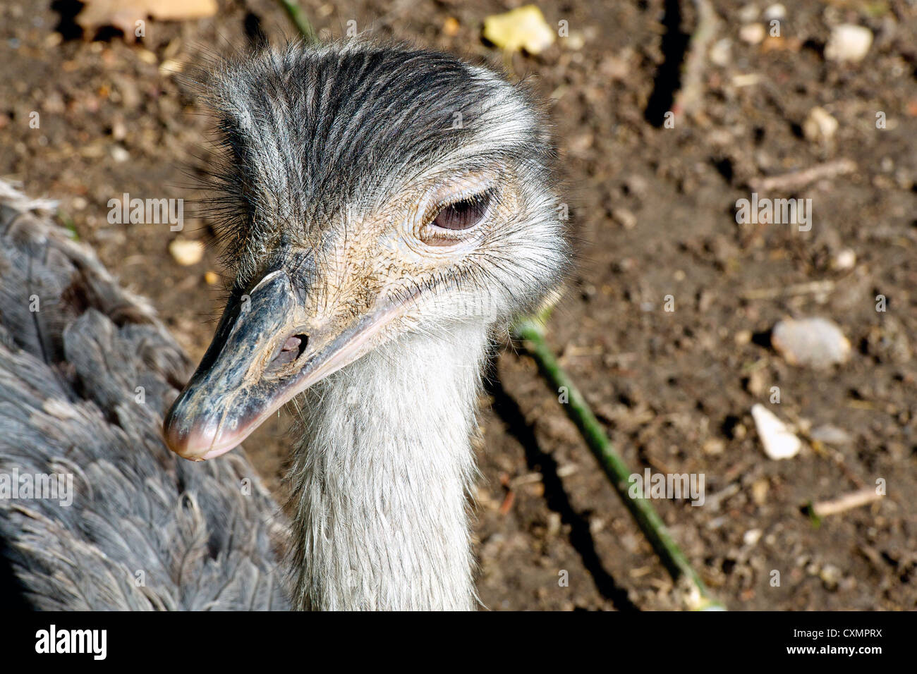 Ostrich in the wild nature Stock Photo - Alamy