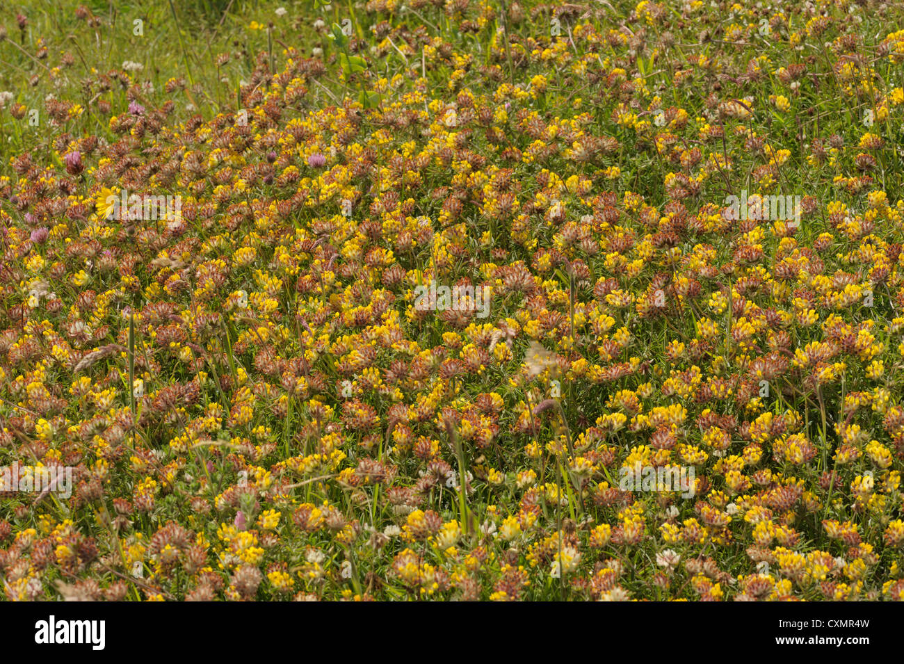 Common kidneyvetch kidney vetch hi-res stock photography and images - Alamy