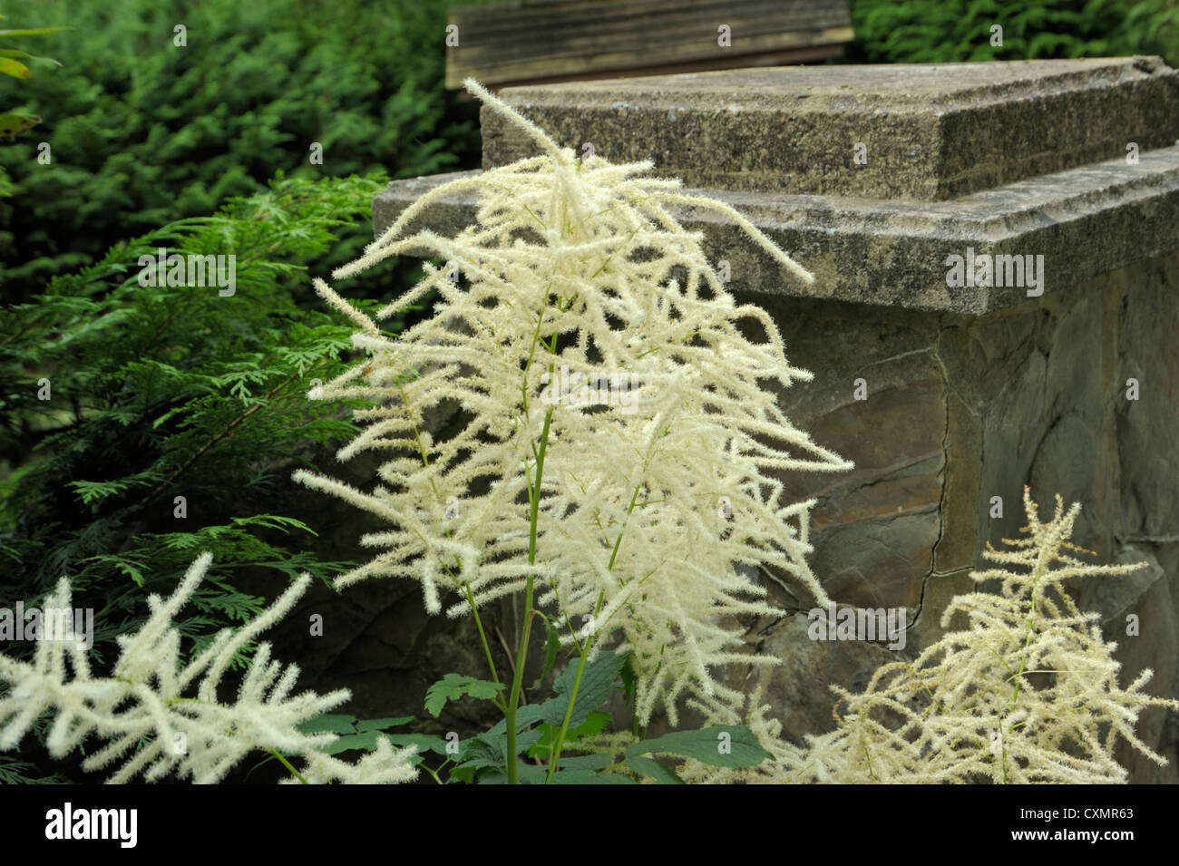Buck's-beard, Aruncus dioicus Stock Photo - Alamy