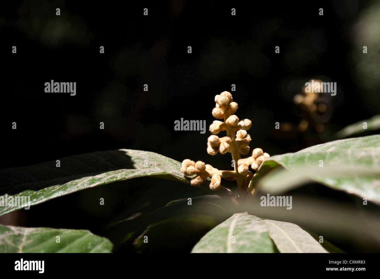 Buds of the Loquat tree, also known as Japanese plum or Mespilus ...