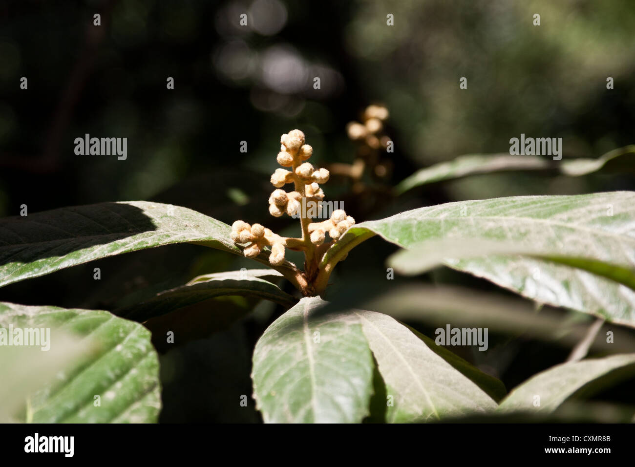 Buds of the Loquat tree, also known as Japanese plum or Mespilus ...