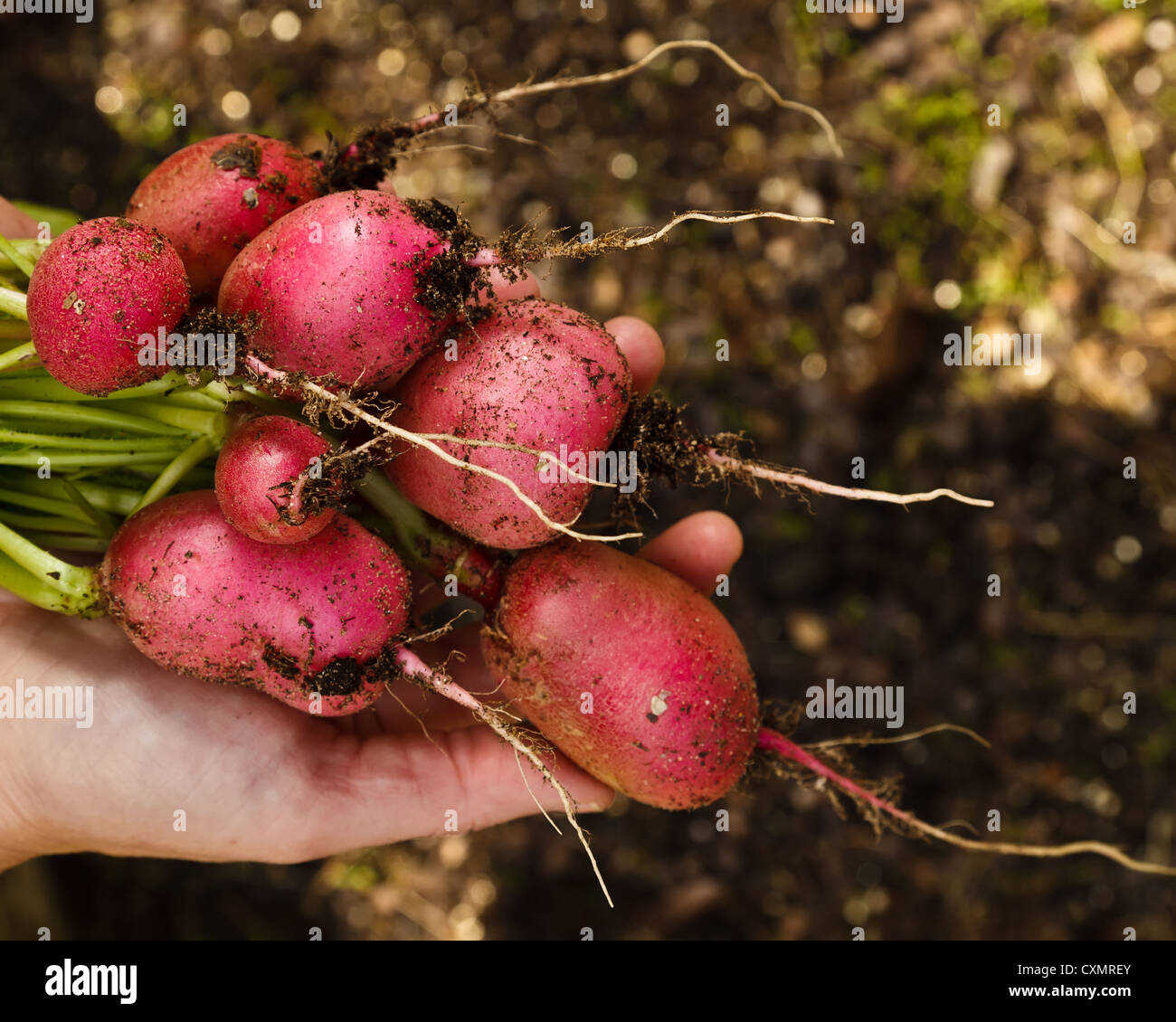 A handful of beautiful, organically-grown, freshly picked Pink Beauty ...