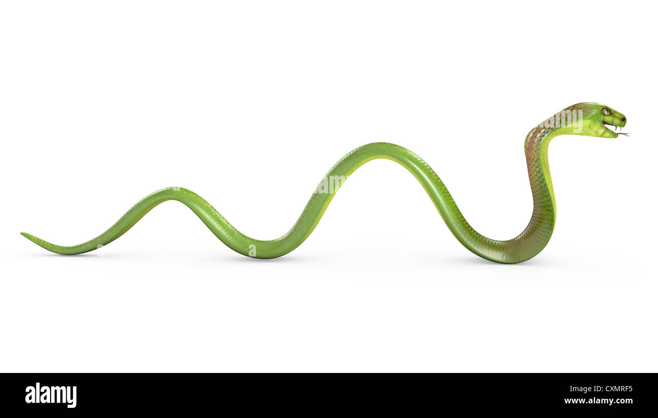Crawling green cobra, isolated on white background Stock Photo - Alamy