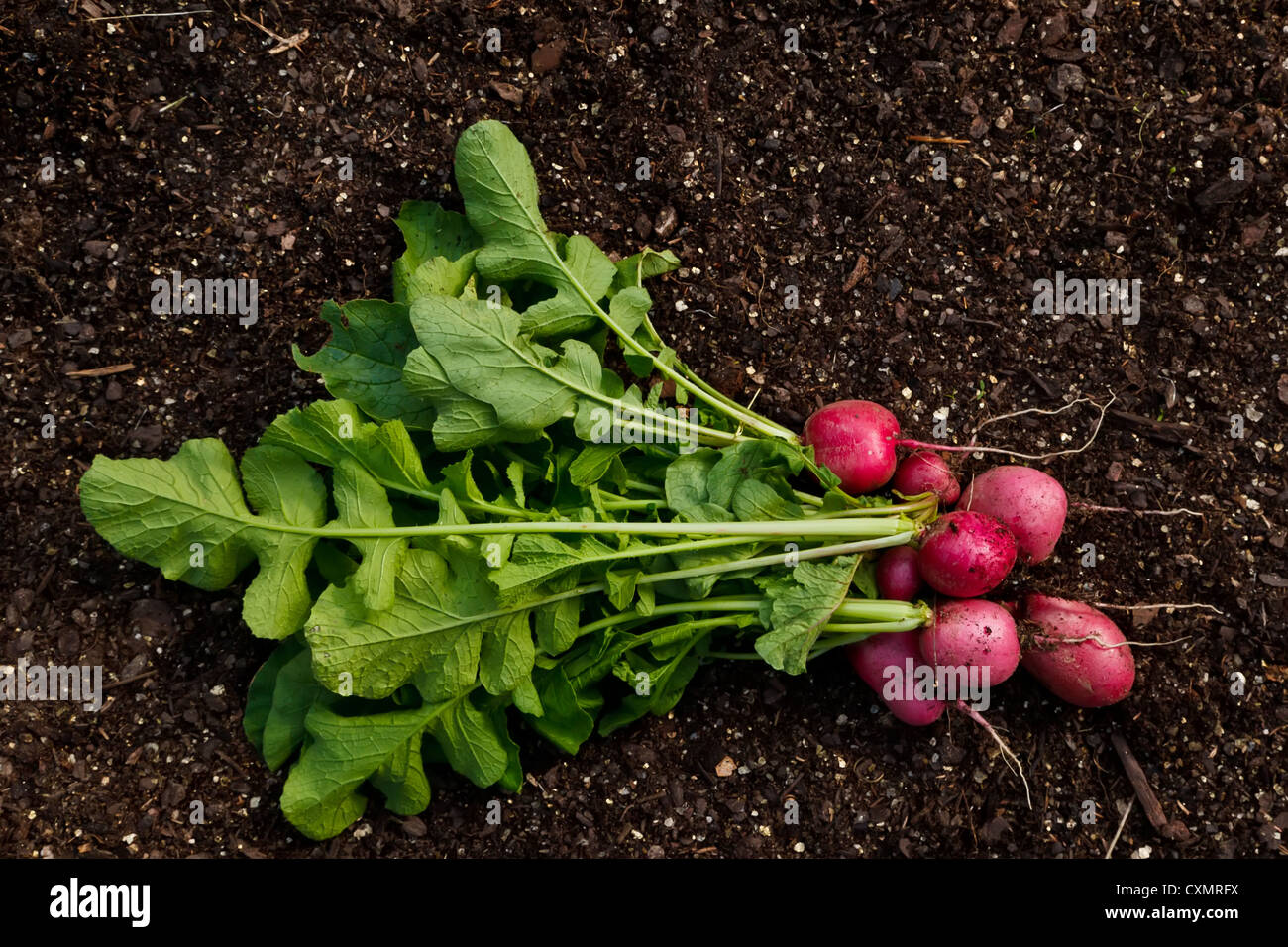 Pink beauty radishes hi-res stock photography and images - Alamy