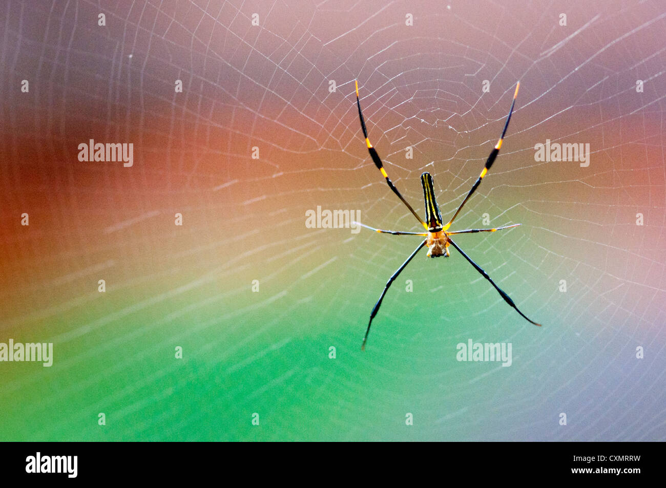 Female Nephila pilipes Stock Photo - Alamy