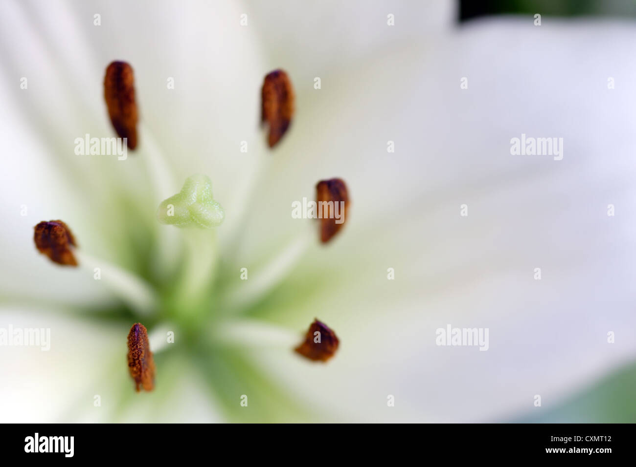 Stigma and stamens of white Lily flower (Lilium genus) close up Stock ...
