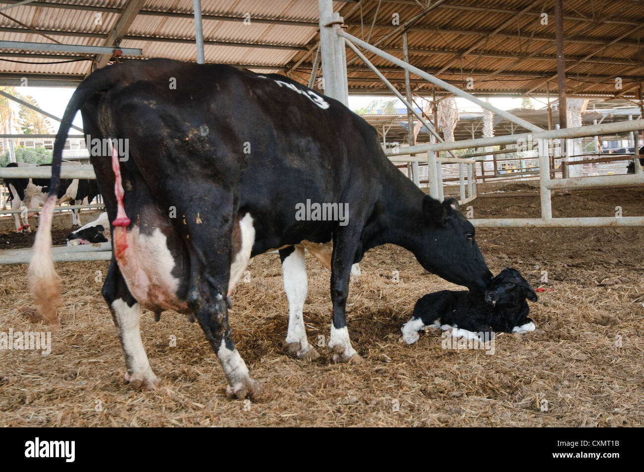 Cow lick hi-res stock photography and images - Alamy
