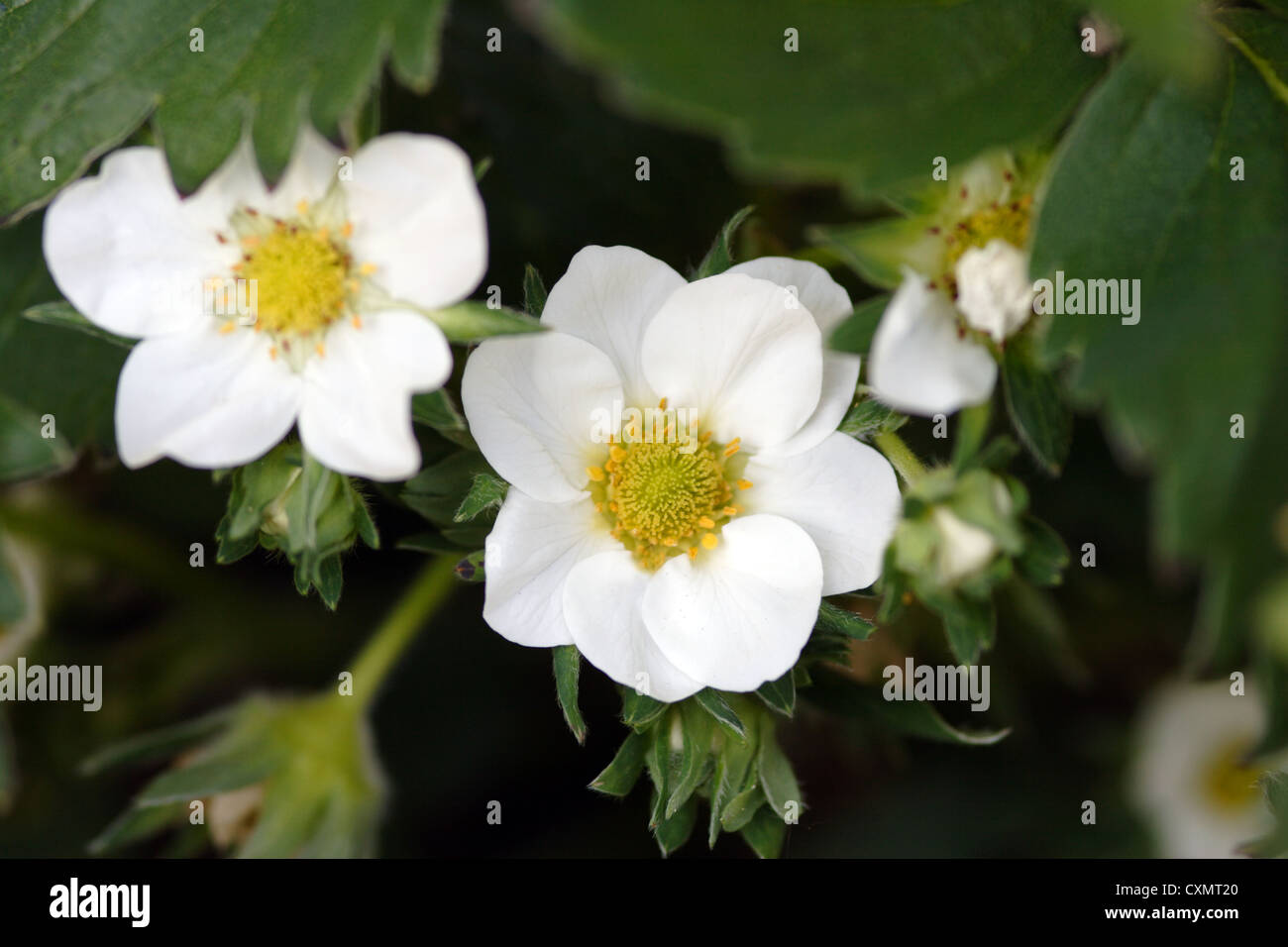 Strawberry flowers hi-res stock photography and images - Alamy