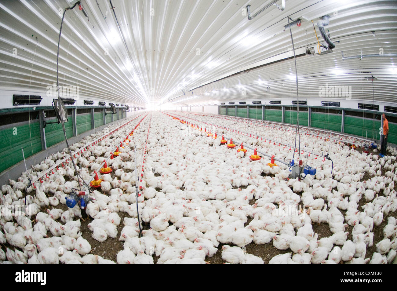 Chicken before slaughter hi-res stock photography and images - Alamy