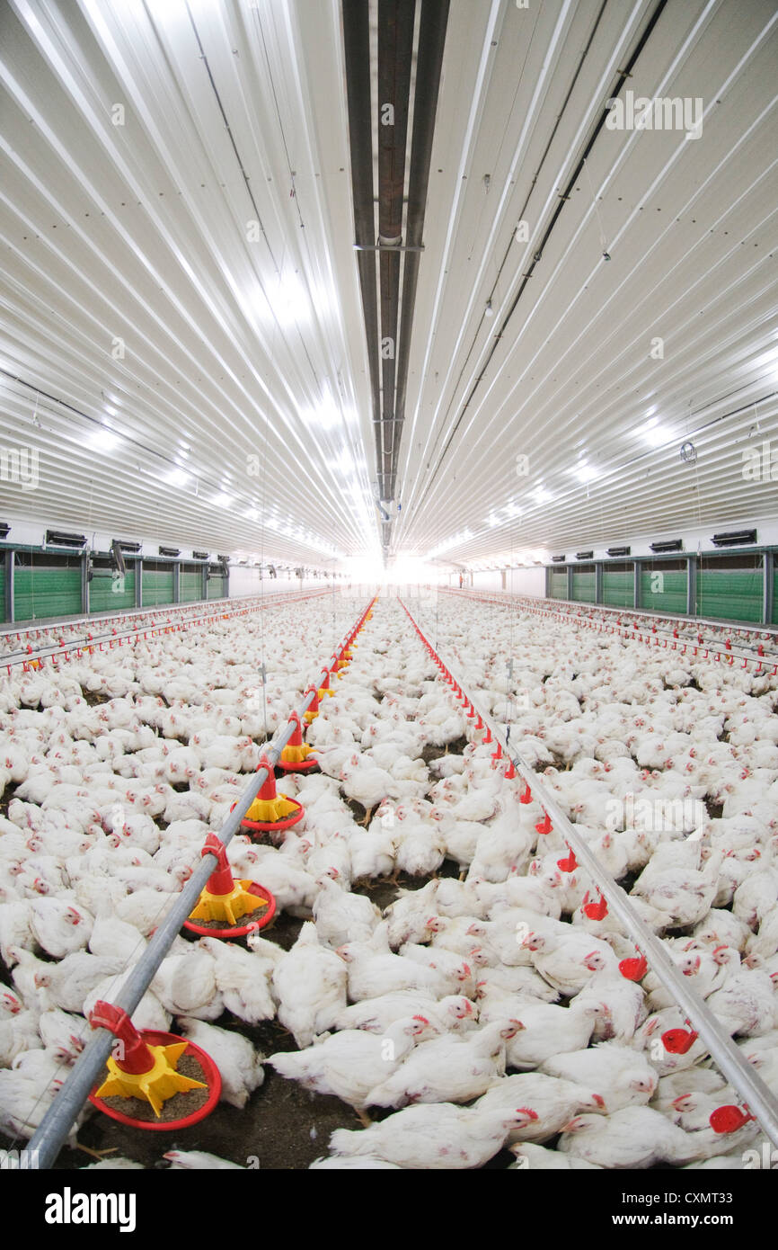 Poultry Farming. Chicks in a coop two days before slaughter ...