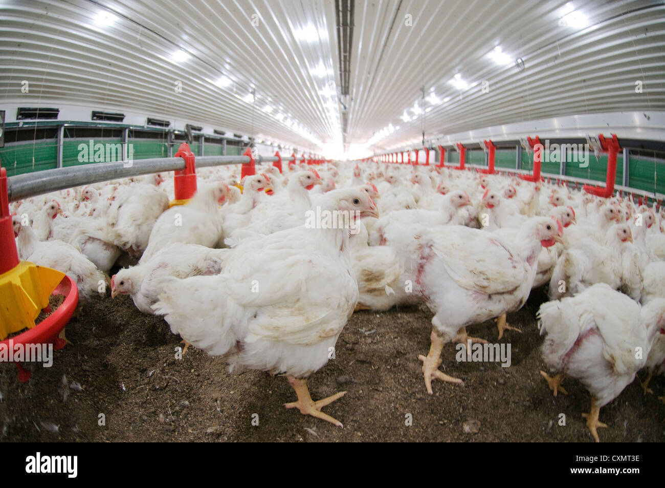 Poultry Farming. Chicks in a coop two days before slaughter ...