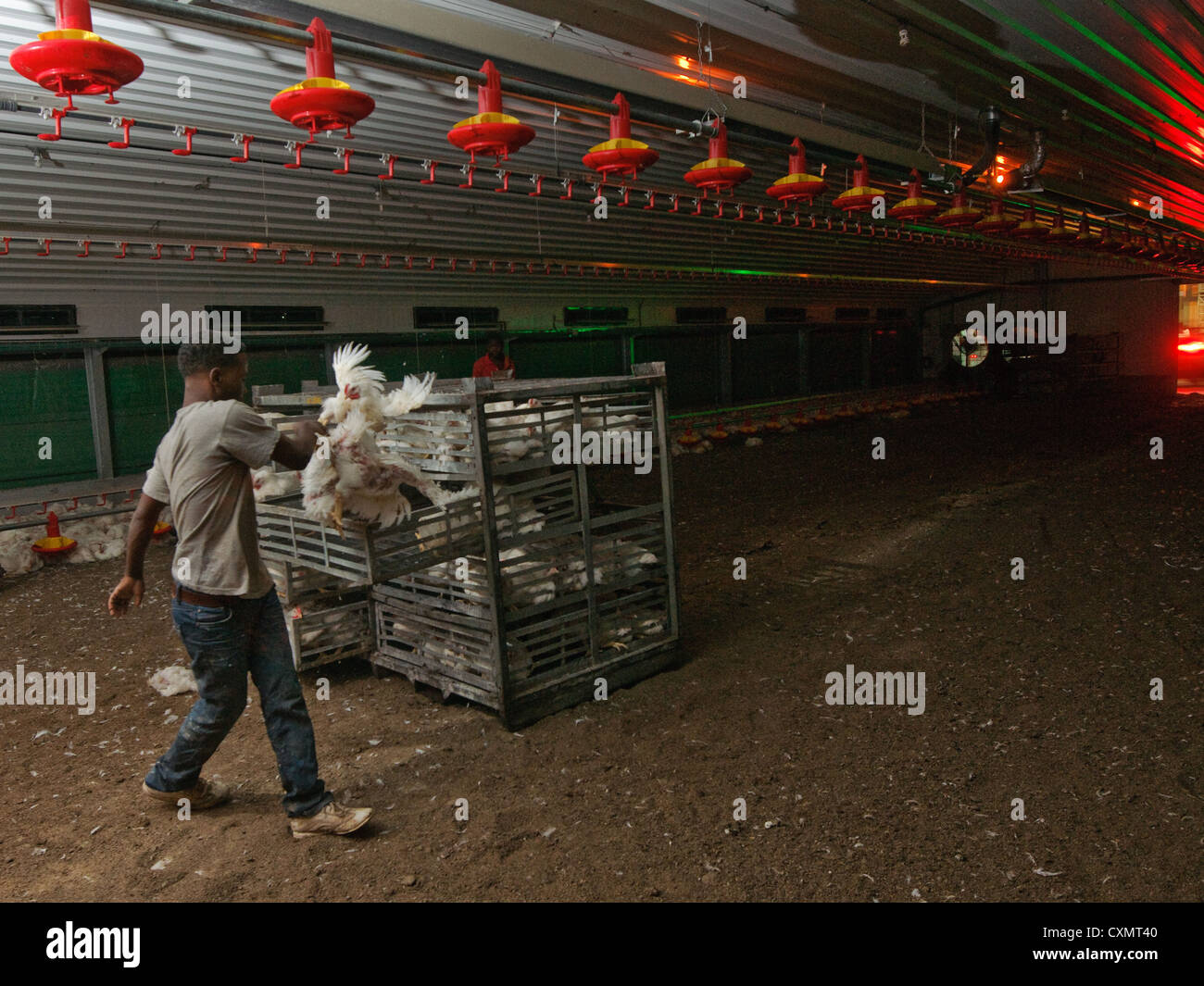 Poultry farming cages hi-res stock photography and images - Alamy