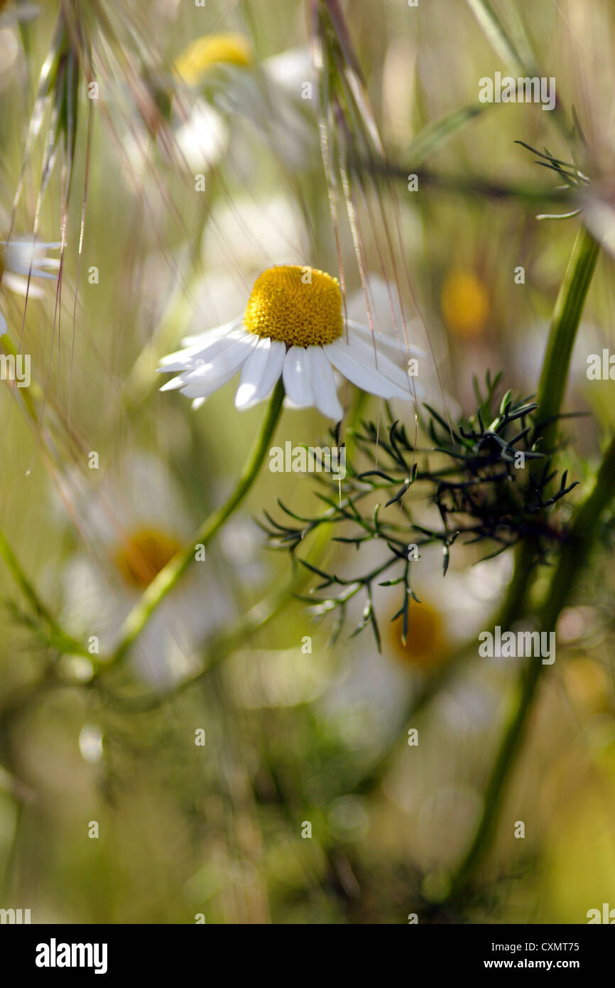 Scented mayweed hi-res stock photography and images - Alamy