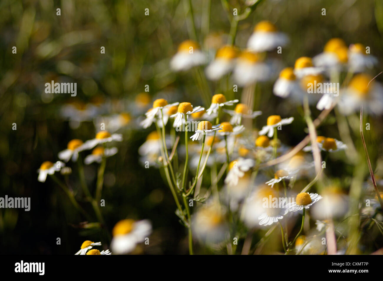 Scented Mayweed in flower (Chamomilla recutita), England, UK Stock ...