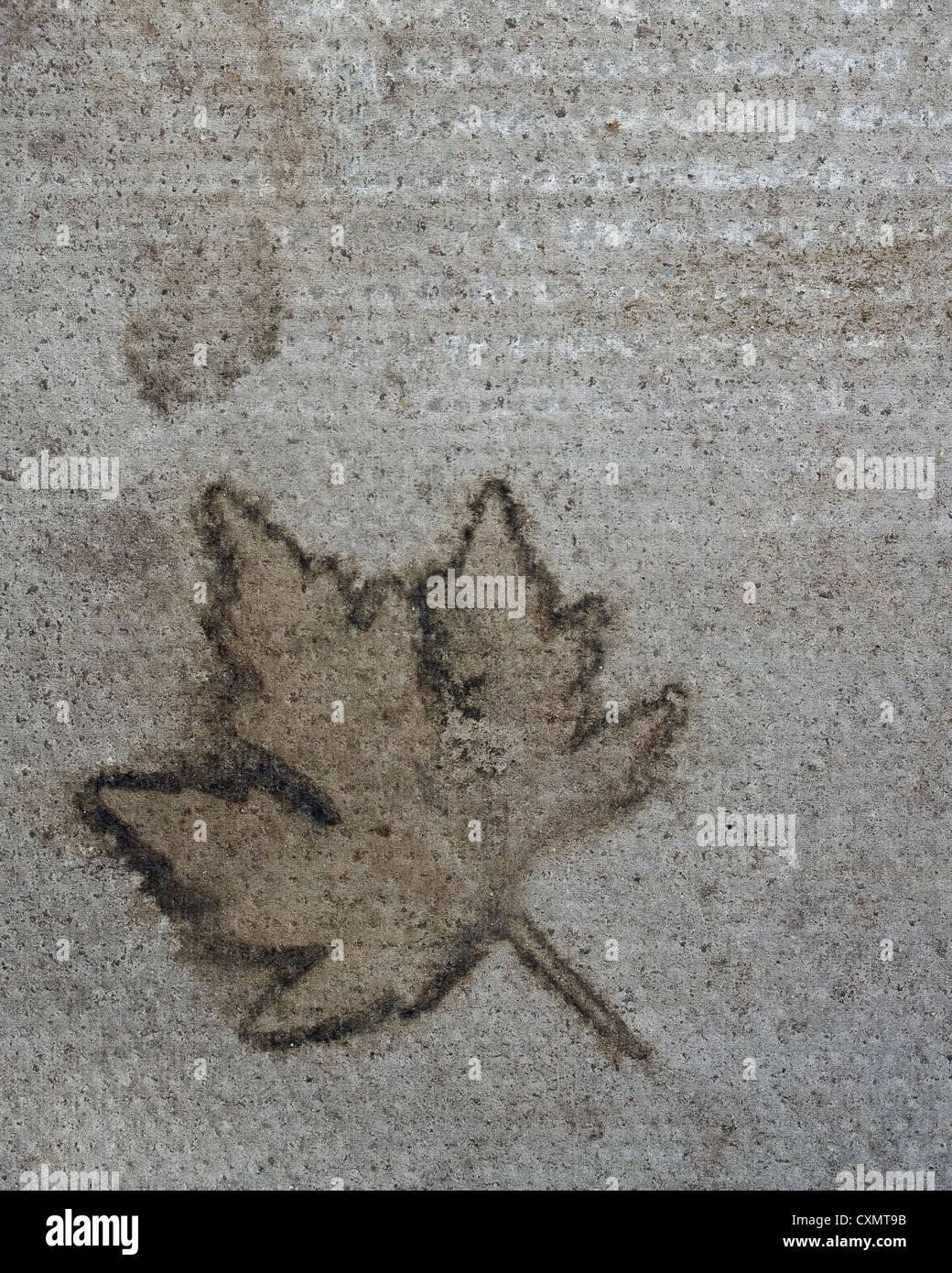 Leaf print on the pavement Stock Photo - Alamy