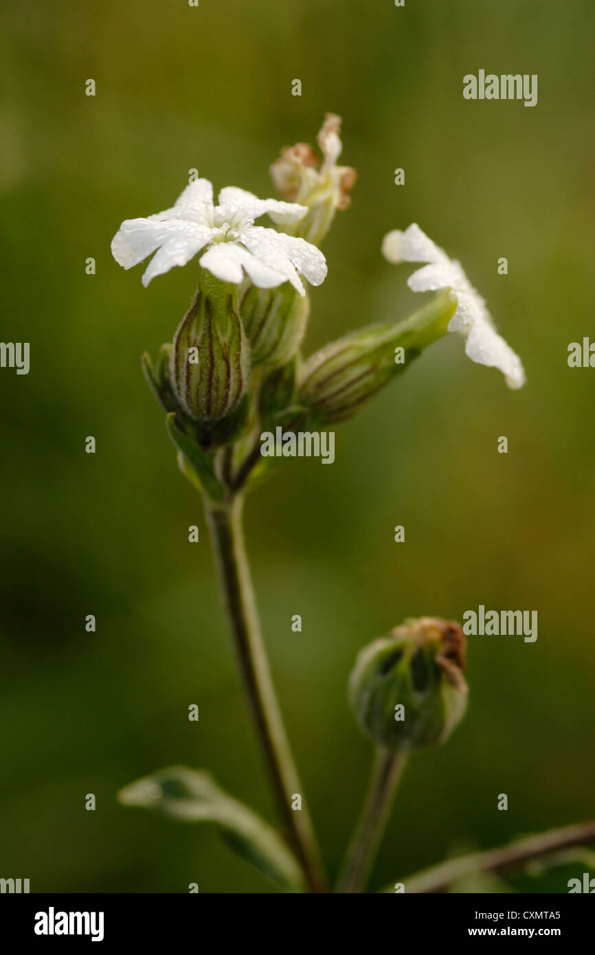 Silene latifolia hi-res stock photography and images - Alamy