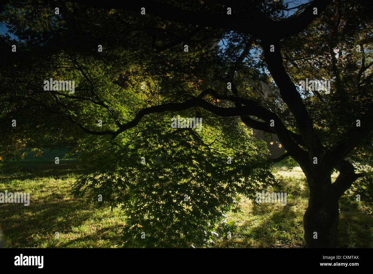 Tree canopy lit by early morning sunlight at Westonbirt Arboretum Stock ...