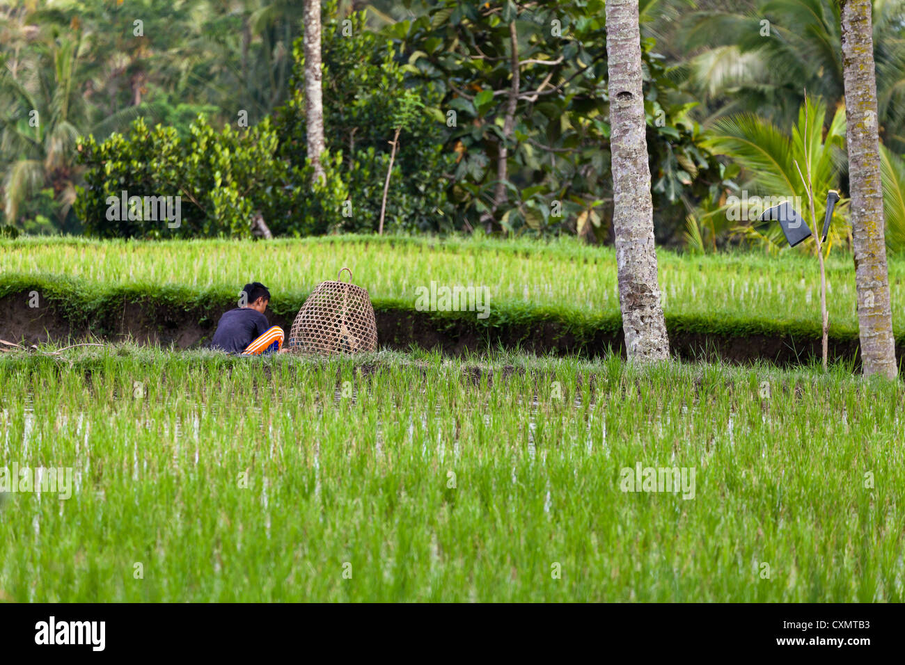 Paddy terrace hi-res stock photography and images - Alamy