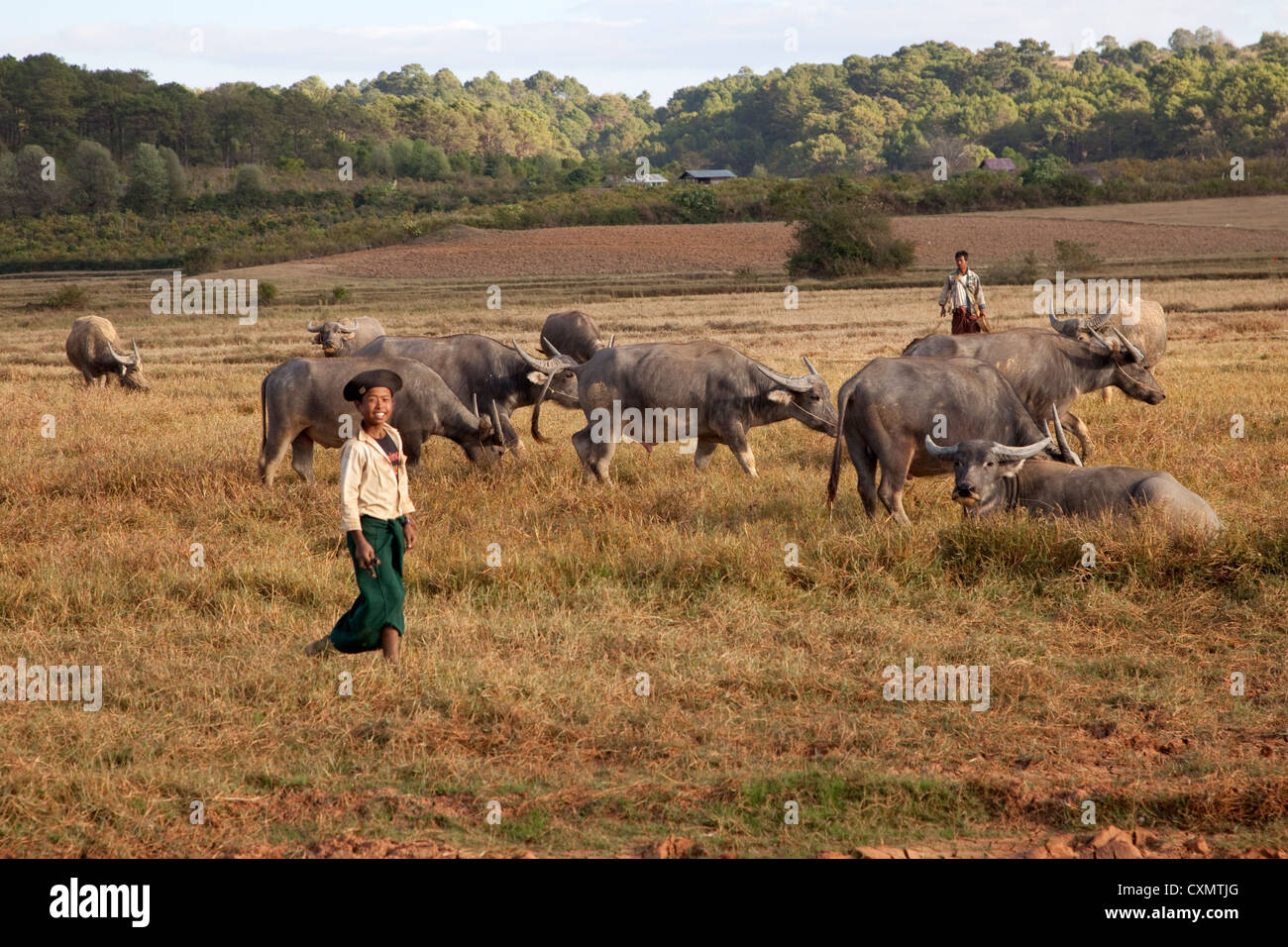 Water buffalo and boys hi-res stock photography and images - Alamy