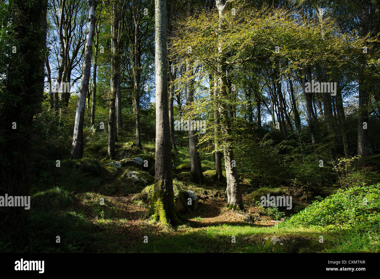 Cornish Woodland in early October Stock Photo - Alamy