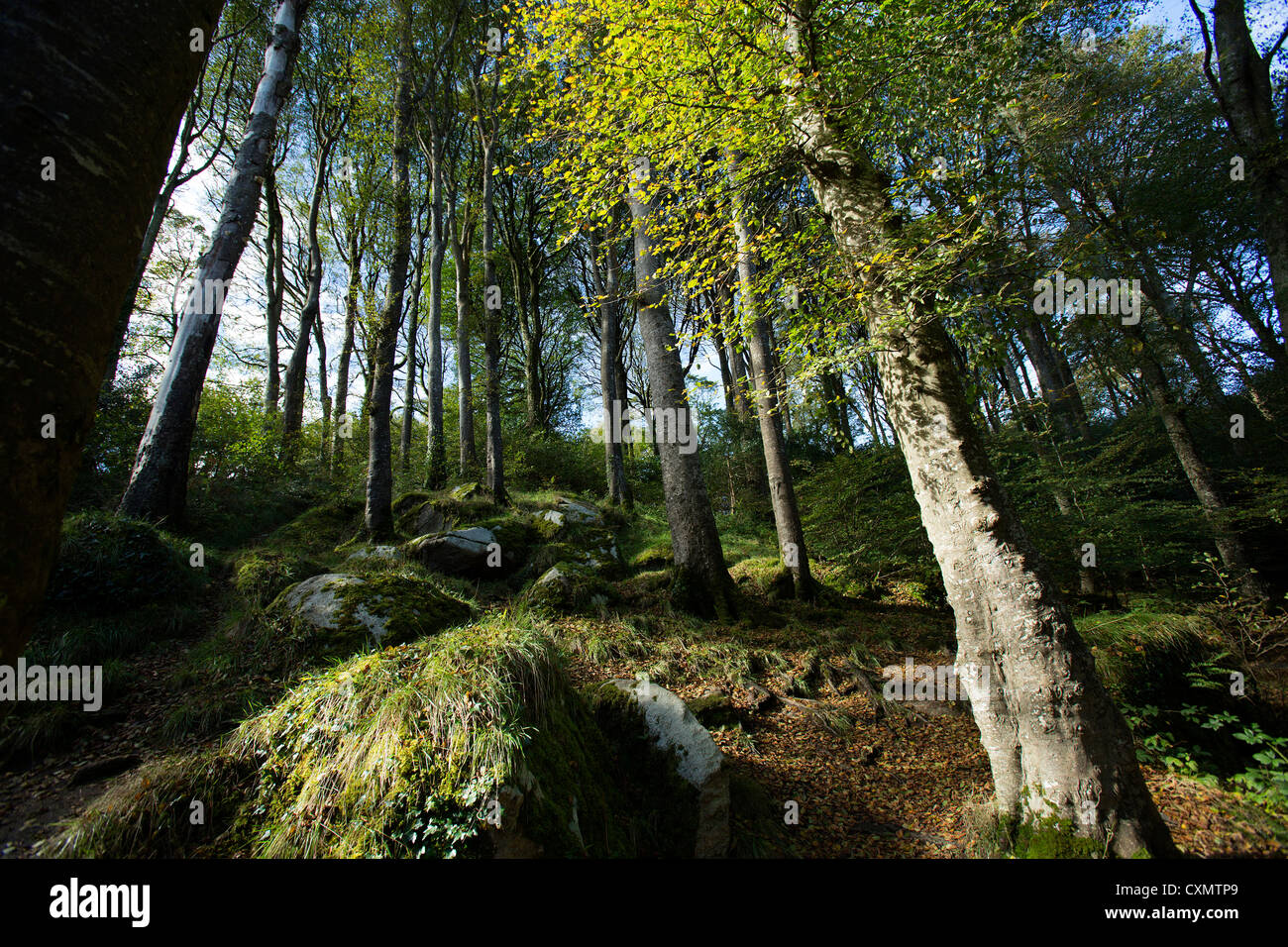 Cornish Woodland in early October Stock Photo - Alamy