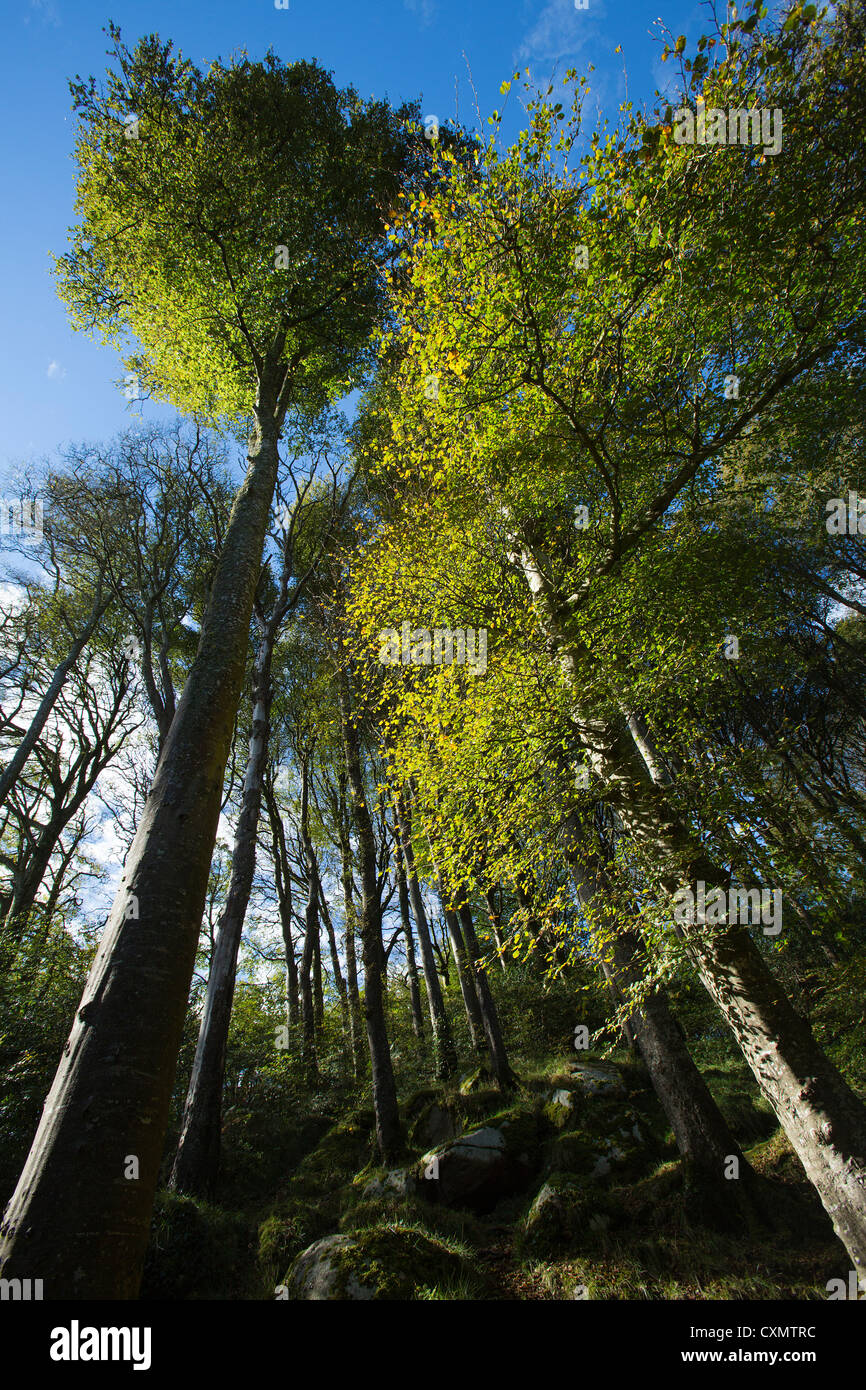 Cornish Woodland in early October Stock Photo - Alamy
