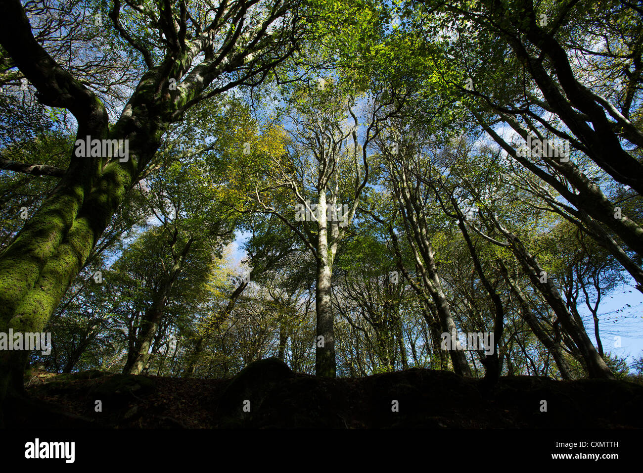 Cornish Woodland in early October Stock Photo - Alamy