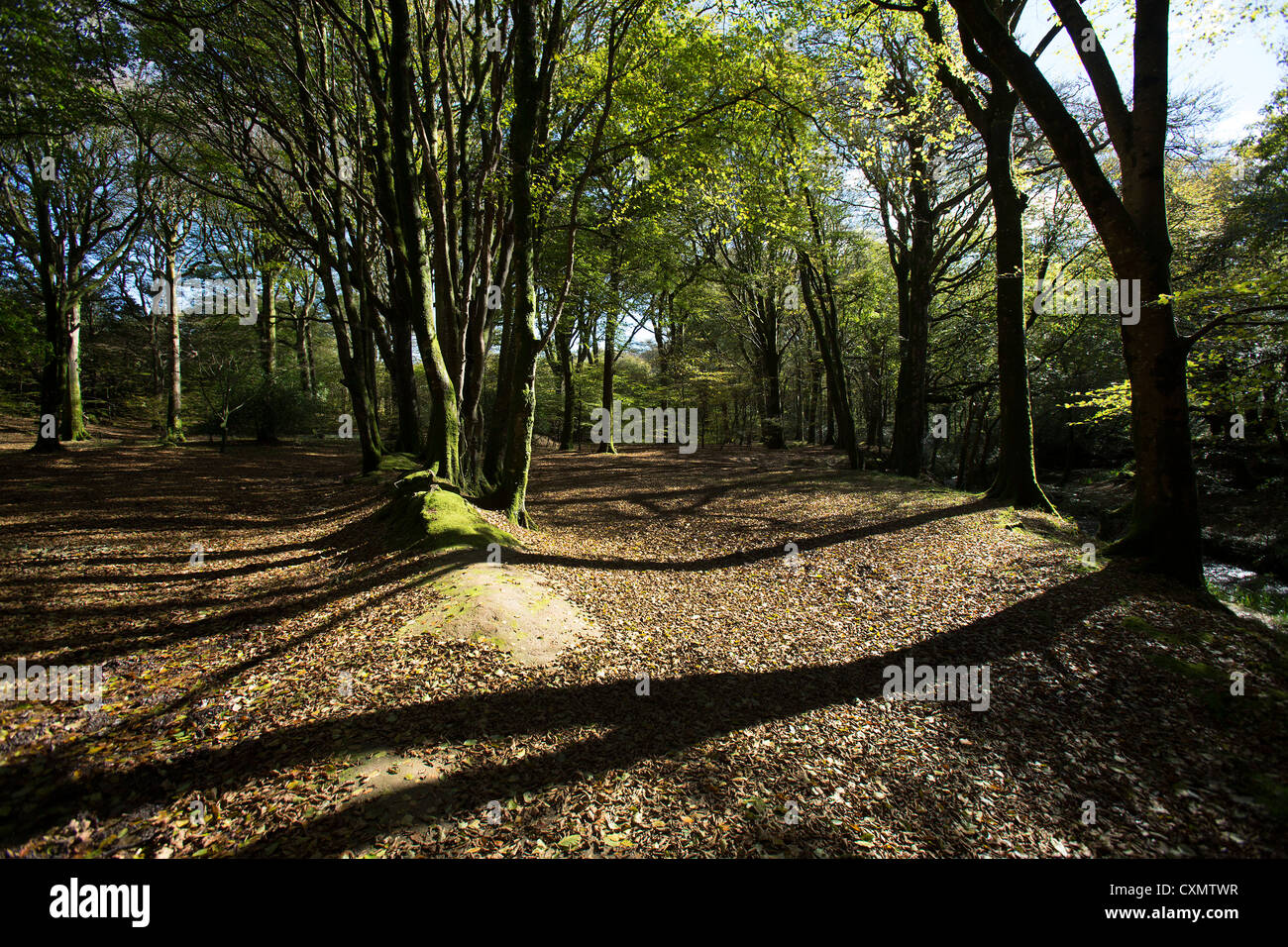 Cornish Woodland in early October Stock Photo - Alamy