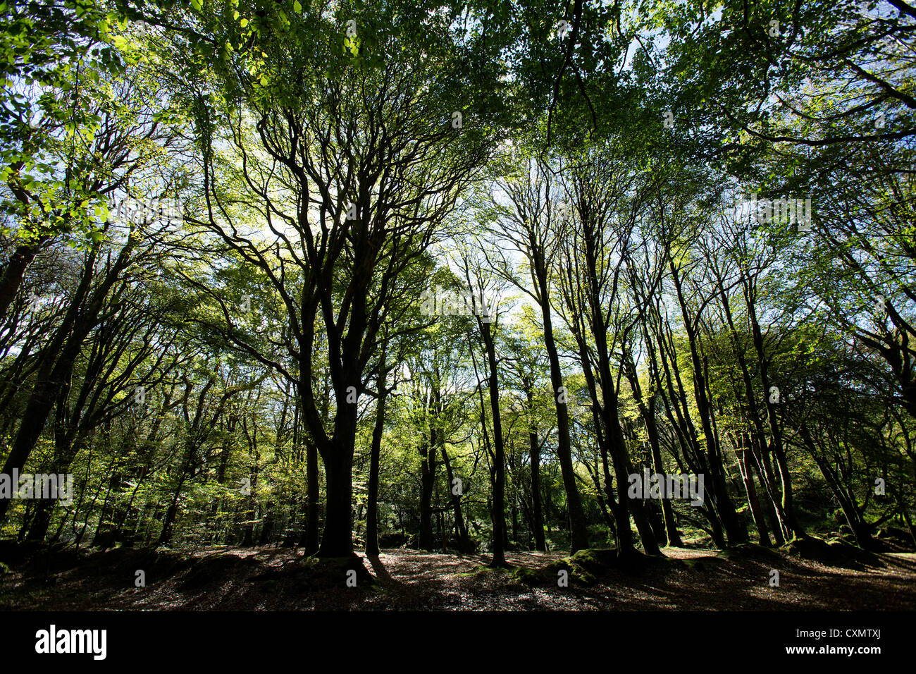 Cornish Woodland in early October Stock Photo - Alamy