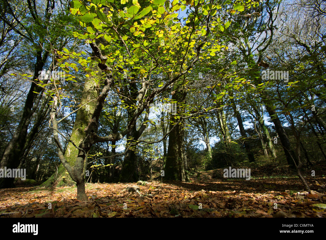 Cornish Woodland in early October Stock Photo - Alamy