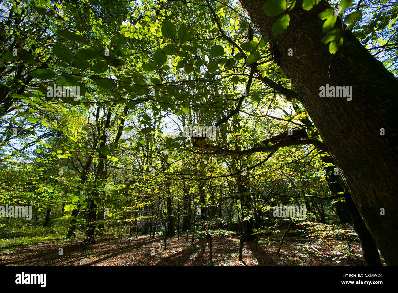 Cornish Woodland in early October Stock Photo - Alamy