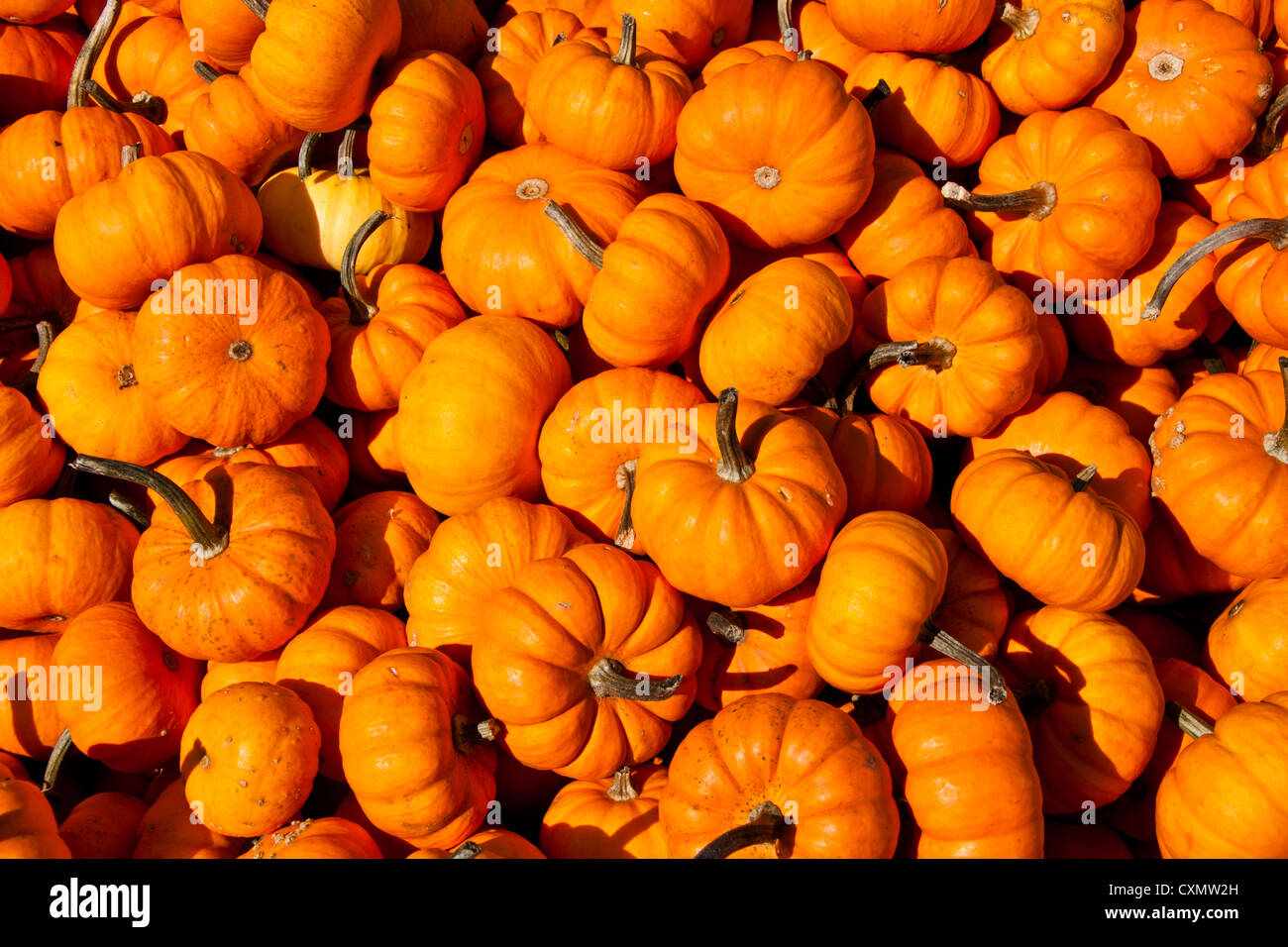Small Tiny Pumpkin High Resolution Stock Photography and Images - Alamy