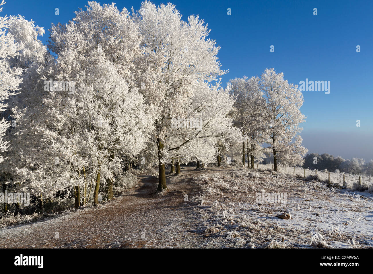Uk countryside trees hi-res stock photography and images - Alamy