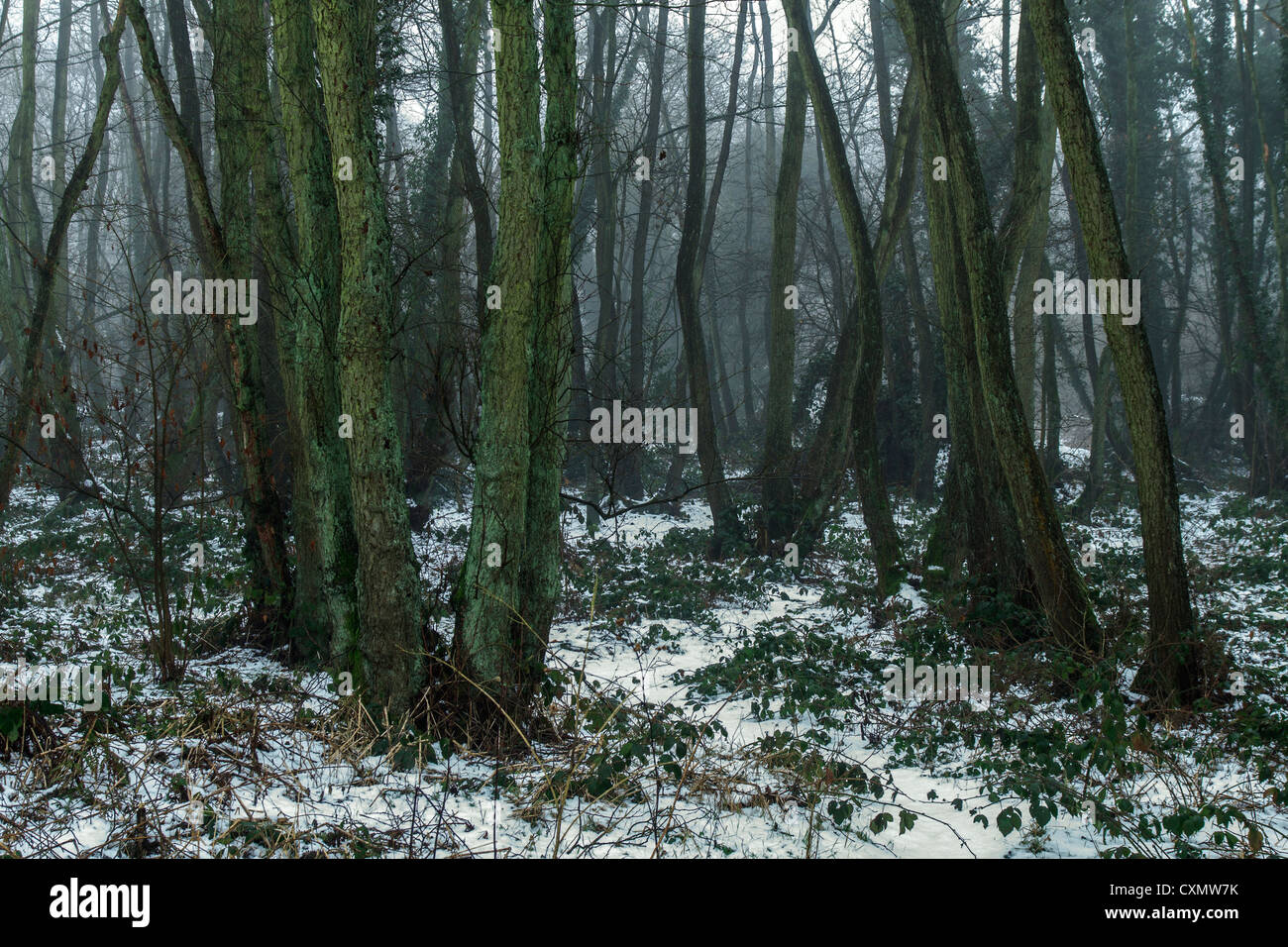 A cold snowy day in the UK Stock Photo - Alamy