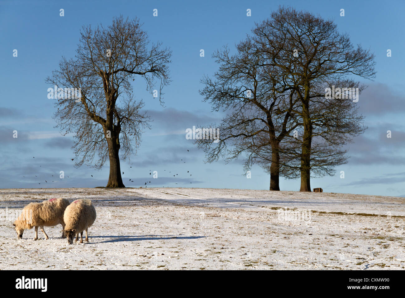 A cold snowy day in the UK Stock Photo - Alamy