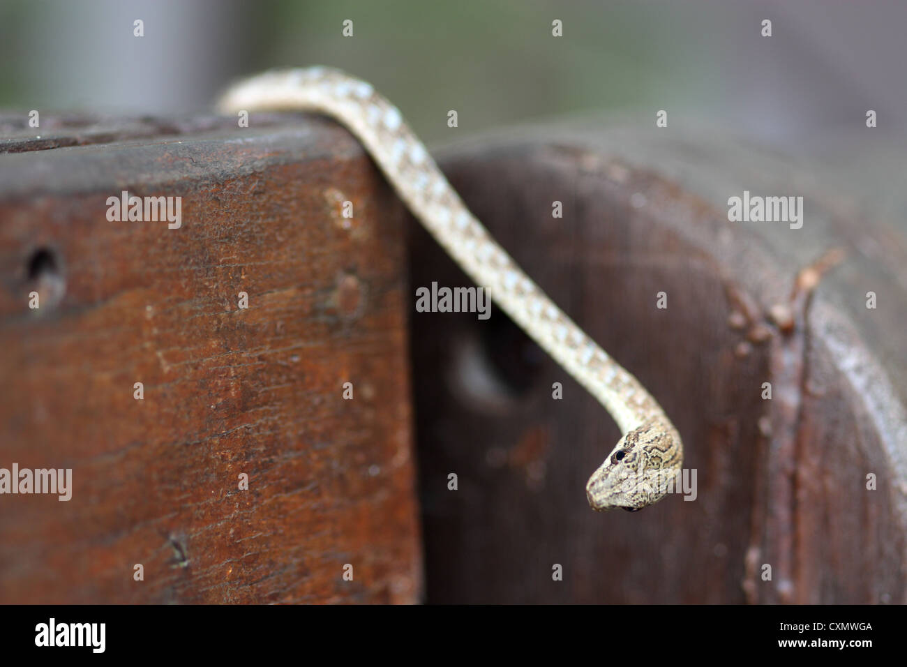 Snake on a chair hi-res stock photography and images - Alamy