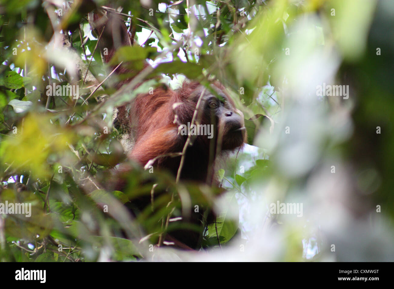 Wild Orang Utan in Borneo Stock Photo - Alamy