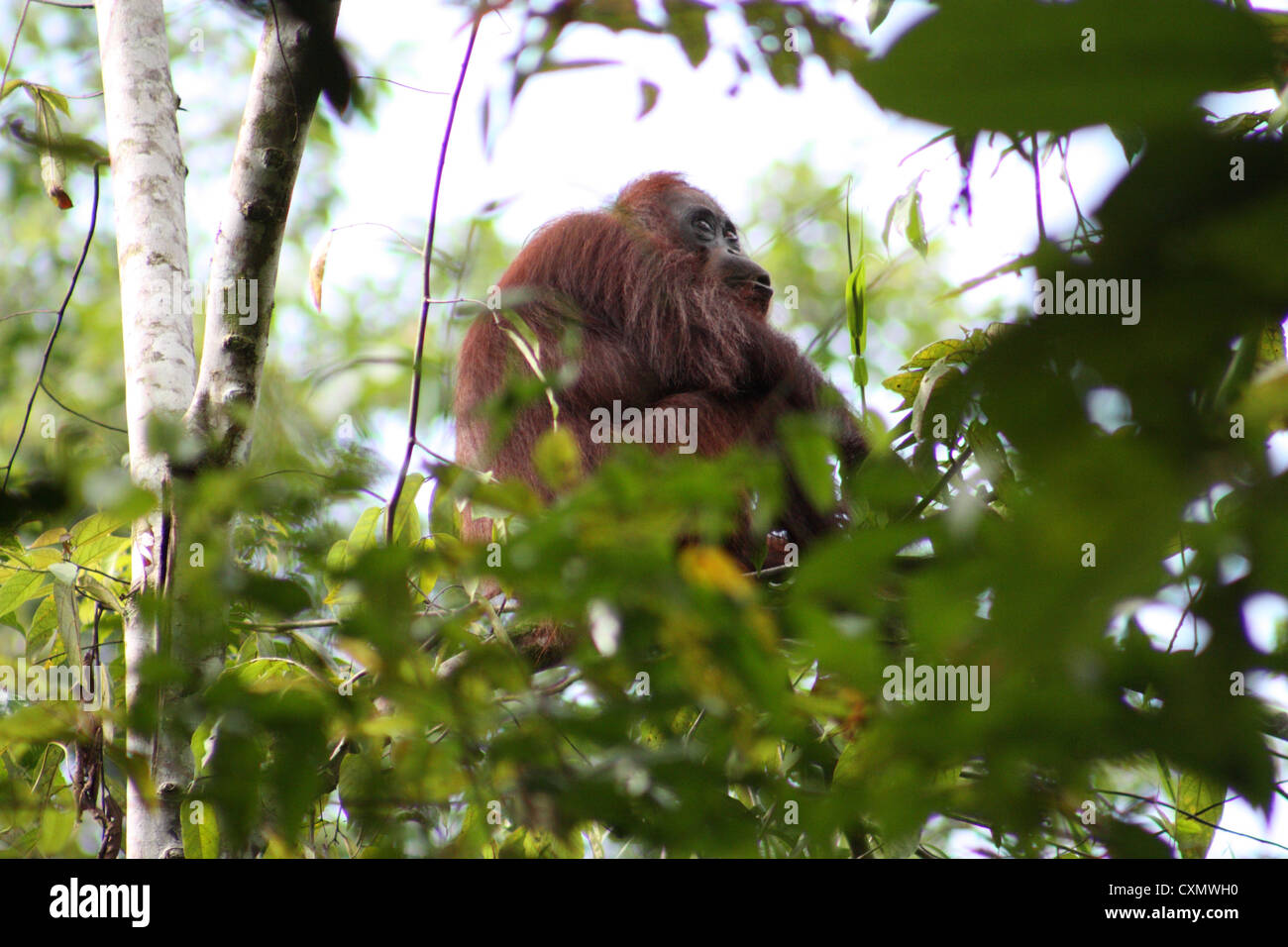 Wild Orang Utan in Borneo Stock Photo - Alamy