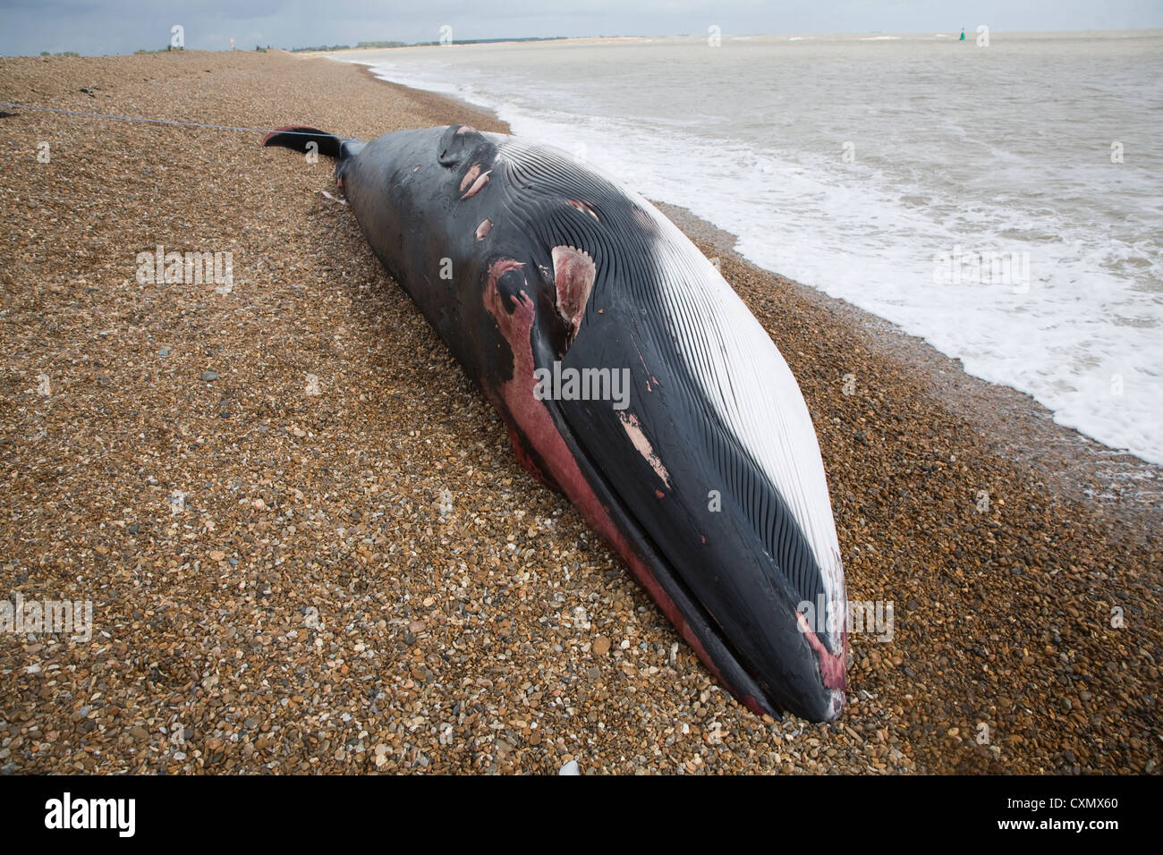 Fin Whale Balaenoptera Physalus Stock Photos & Fin Whale Balaenoptera ...