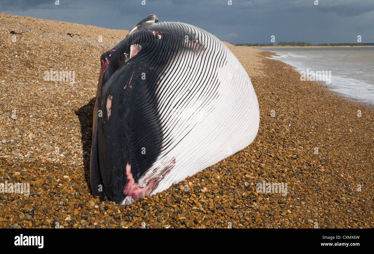 Dead fin whale on beach hi-res stock photography and images - Alamy