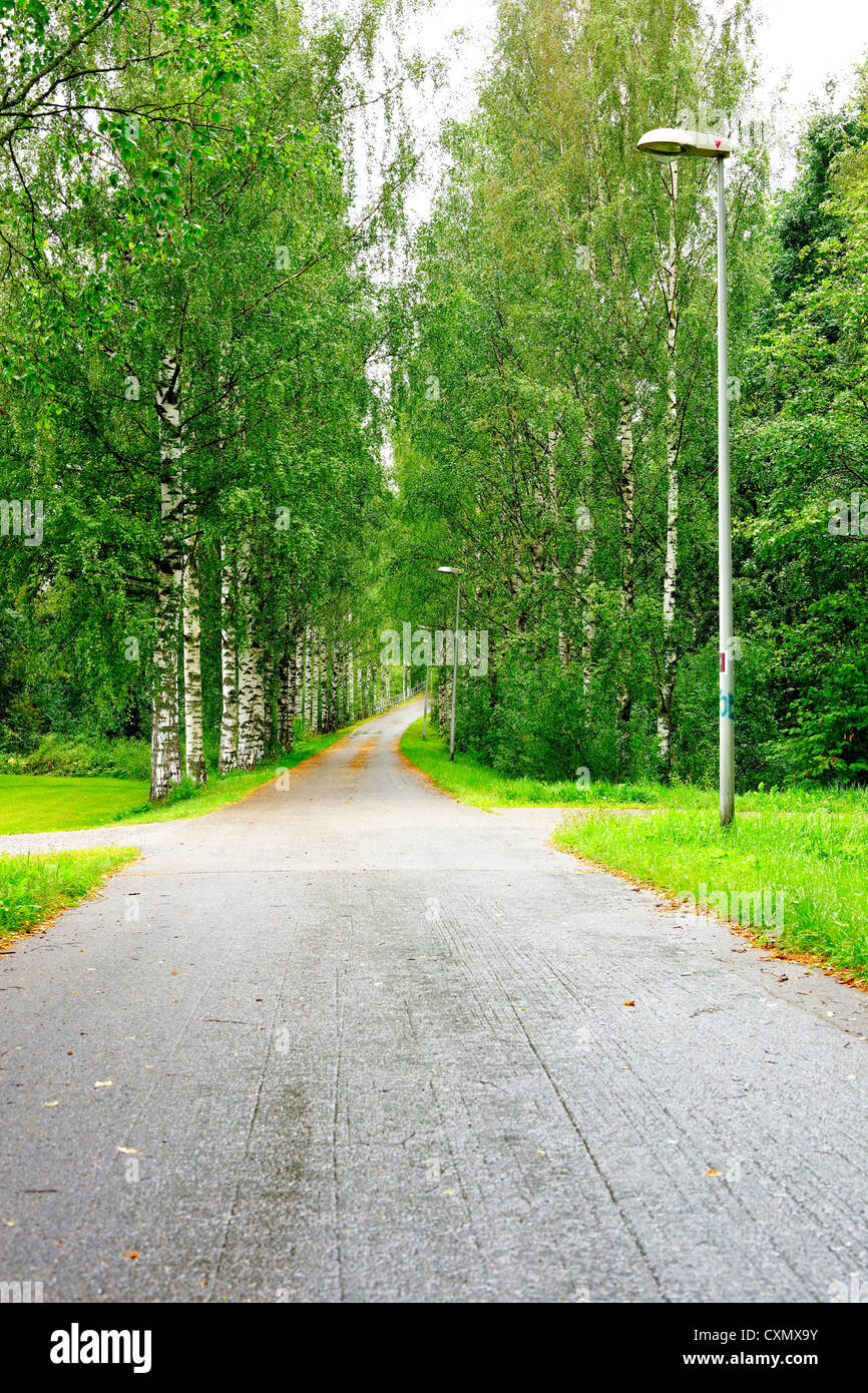 Birch tree street hi-res stock photography and images - Alamy