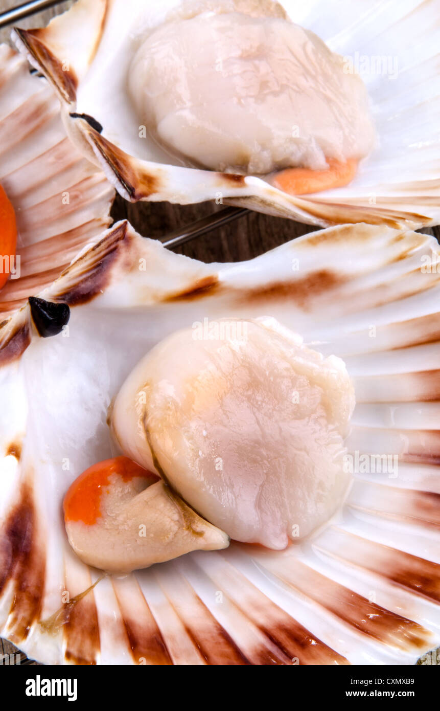 atlantic scallops in a shell during preparation Stock Photo - Alamy