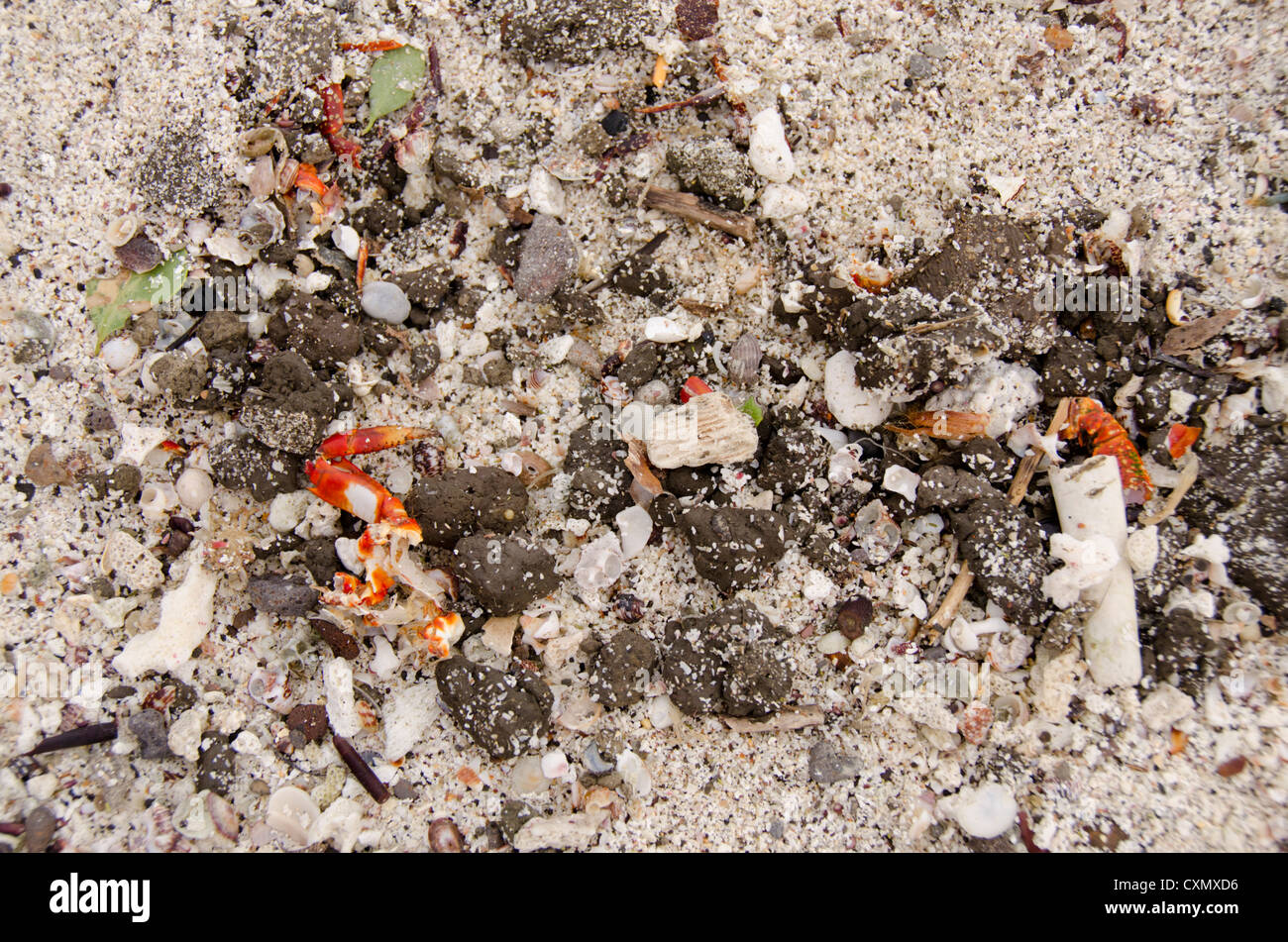 Lava Shell High Resolution Stock Photography and Images - Alamy